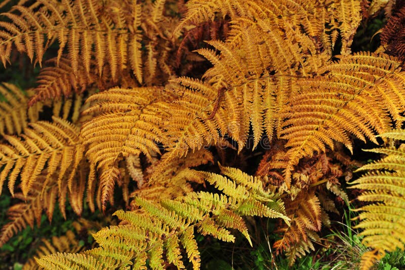 Autumn ferns stock image. Image of fern, autumn, orange - 27027335