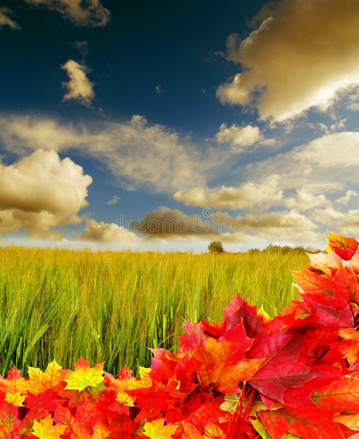 Autumn Field with Sunflowers Stock Photo - Image of agricultural, brown ...