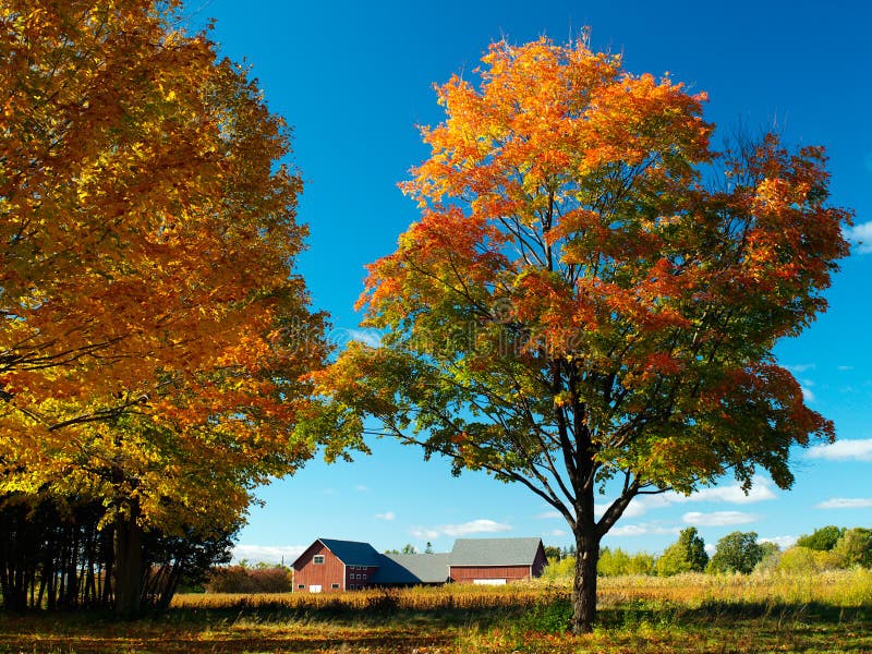 Autumn Big Red Maple Tree at Country Side. Stock Photo - Image of ...