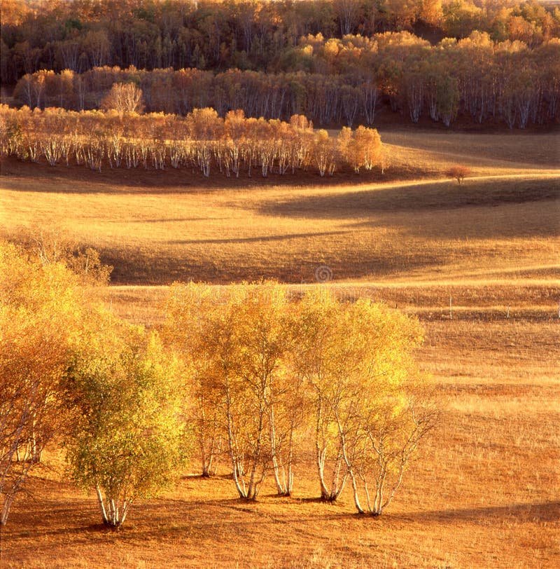 Autumn field stock image. Image of yellow, field, trees - 6708357