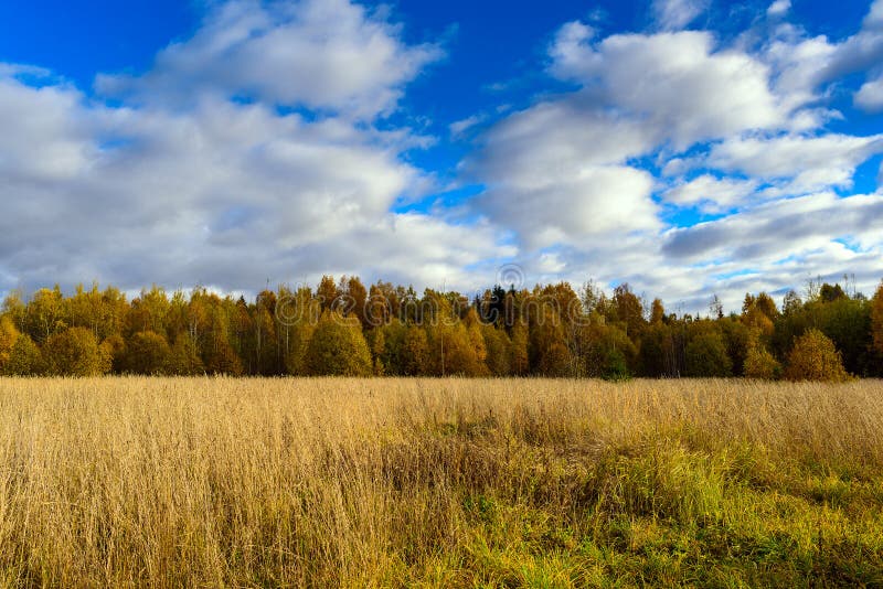 Autumn Field with Blue Sky Forest at Background Stock Photo - Image of ...