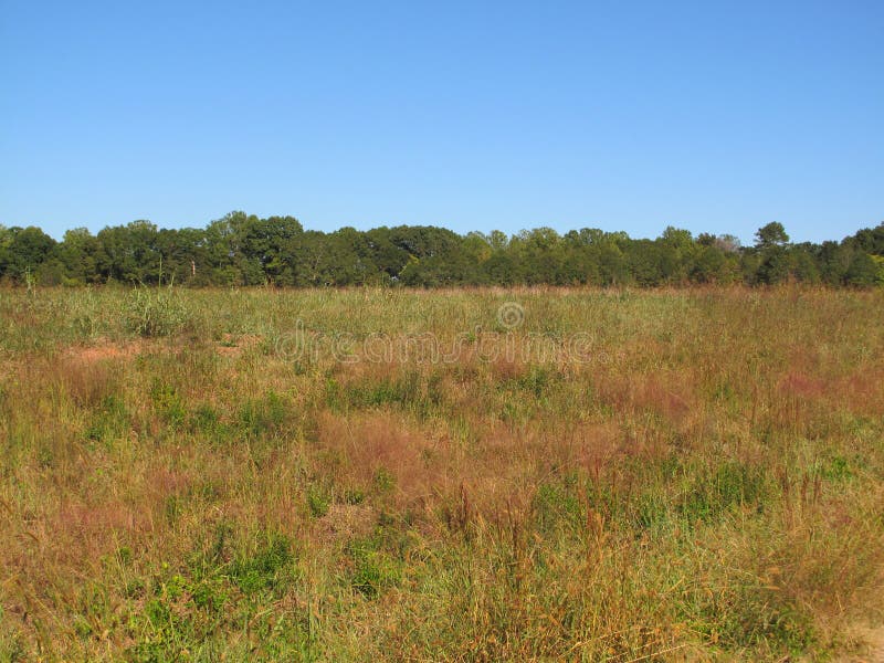 Autumn Field Landscape stock image. Image of flowers - 78445265