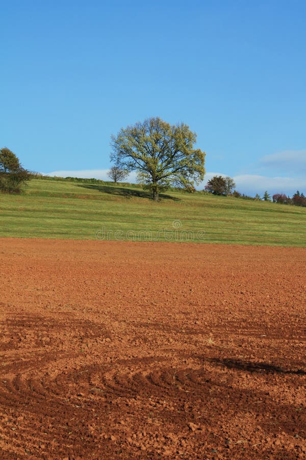 Autumn field oak tree stock image. Image of agricultural - 16708265