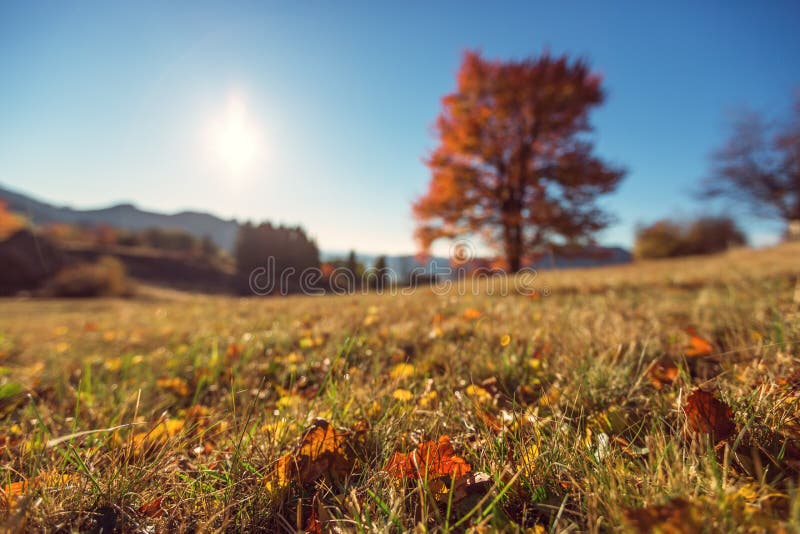 Autumn Field, Orange Tree Defocused Stock Photo - Image of october ...
