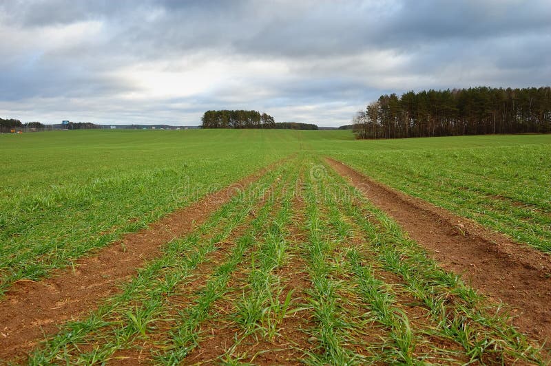 Autumn Field with Winter Grain Crops Stock Photo - Image of crops ...