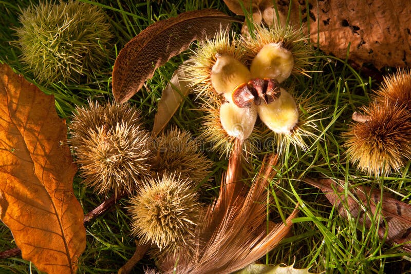 Autumn finds stock photo. Image of season, leaf, chestnut - 20731532
