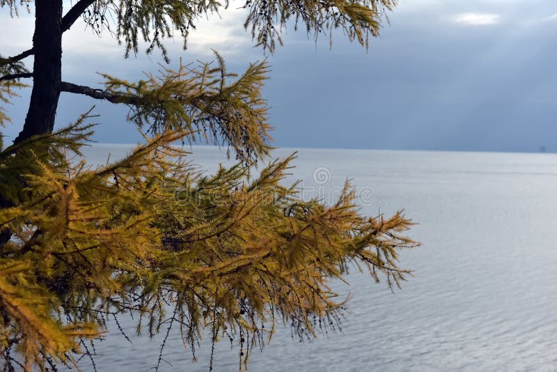 Autumn fir tree on a lake stock photo. Image of calm - 173317740