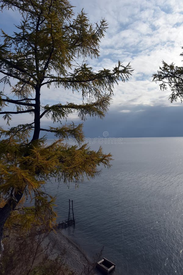 Autumn fir tree on a lake stock image. Image of botany - 173317813