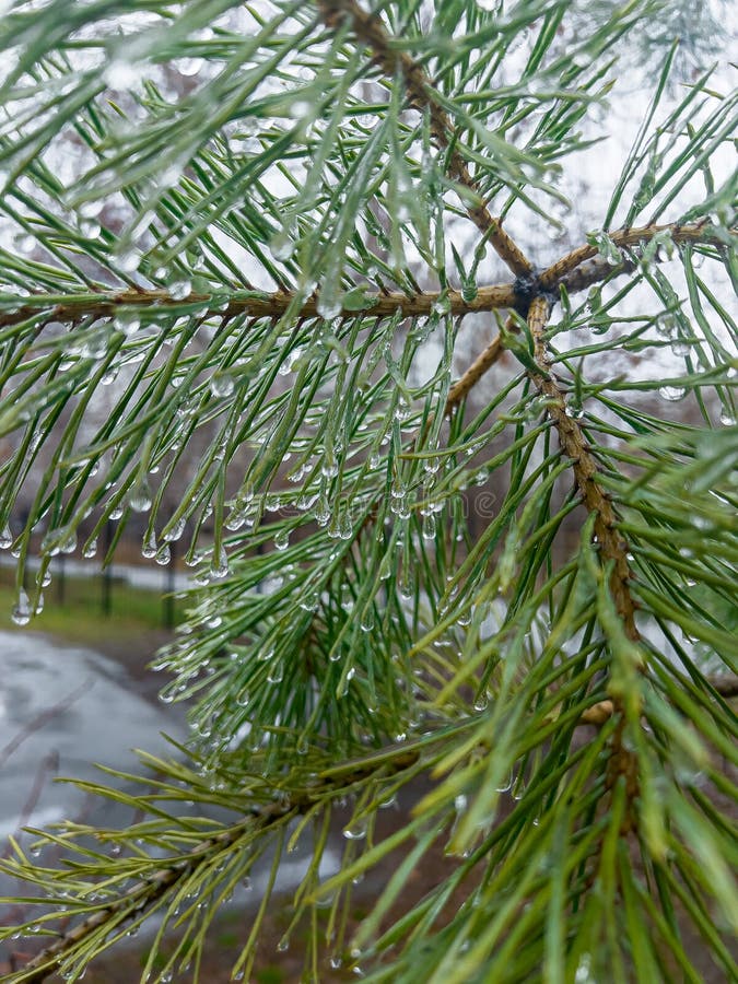 Autumn Fir-tree Under the Rain in the Forest with Drops on the Branches ...