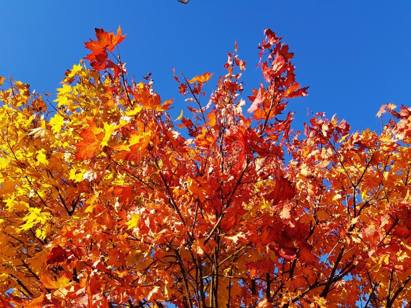 Autumn Fire stock photo. Image of tree, butte, green - 79433488