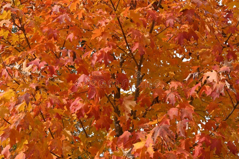 Autumn Fire Maple Foliage stock photo. Image of bright - 234377216