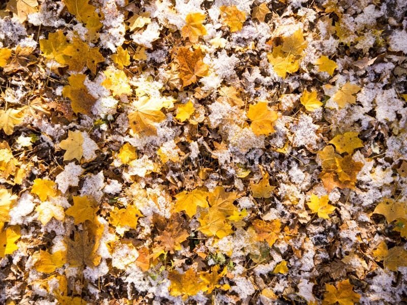Autumn First Snow on Fallen Maple Leaves Stock Image - Image of white ...