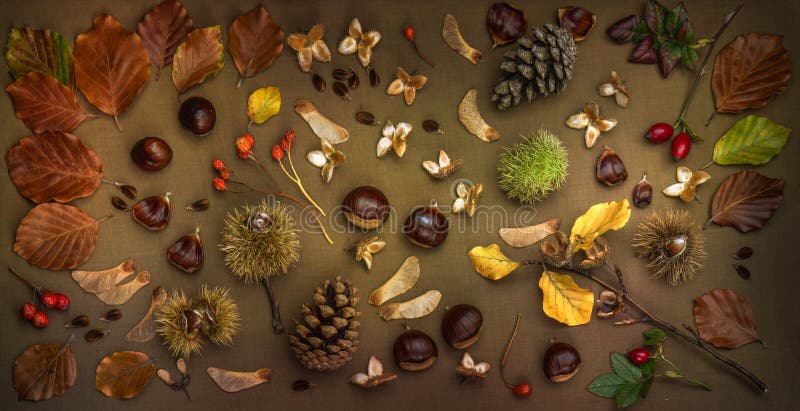Autumn Flat Lay Composition. Leaves, Nuts, Berries Etc., UK. Stock ...