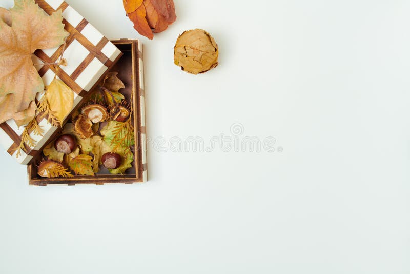 Autumn flat lay on white stock photo. Image of minimalist - 197600950