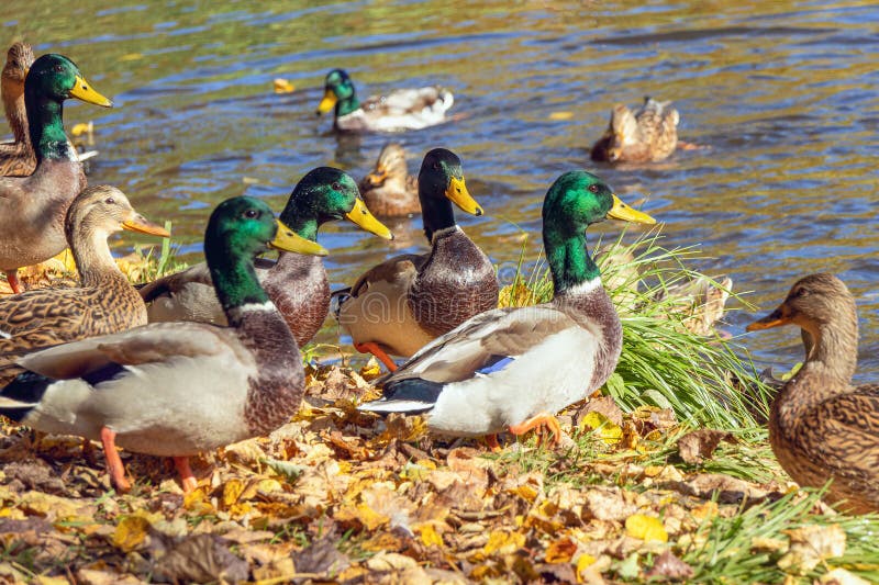 A Flock of Mallards or Mallards on the Shore of a Lake Stock Photo ...