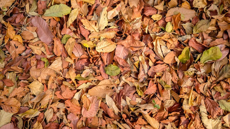 Autumn on Floor stock photo. Image of beauty, bright - 68262482
