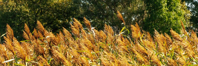 Autumn Flora Landscape Panorama Flowers Stock Image - Image of field ...