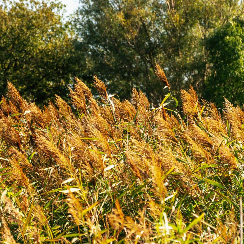 Autumn Flora Landscape Panorama Flowers Stock Photo - Image of outdoor ...