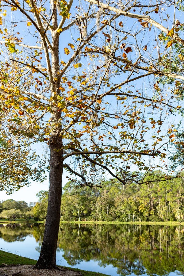 Autumn... stock image. Image of maple, fall, tree, florida - 288906431