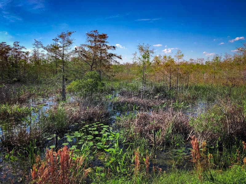 Autumn Florida Swamp stockfoto. Bild von rand, florida - 106061808