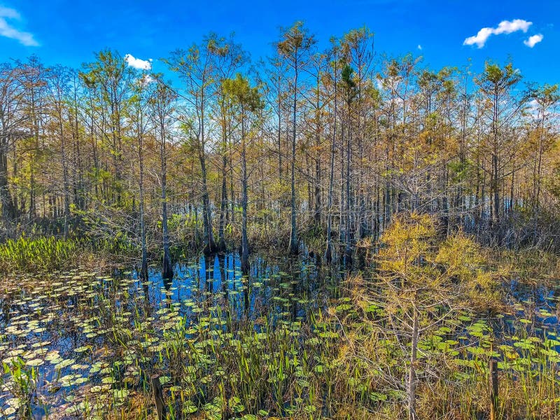 Autumn Florida Swamp photo stock. Image du couleur, normal - 106061886
