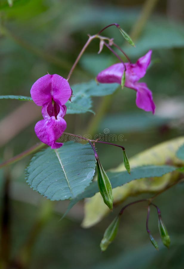 Autumn flower stock photo. Image of faboideae, autumn - 63414436