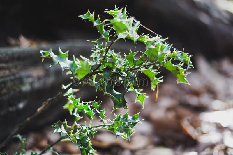 Autumn stock image. Image of dean, autumn, gloucester - 132041675