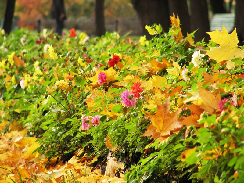 Autumn flower and leaves stock photo. Image of autumn - 2681406