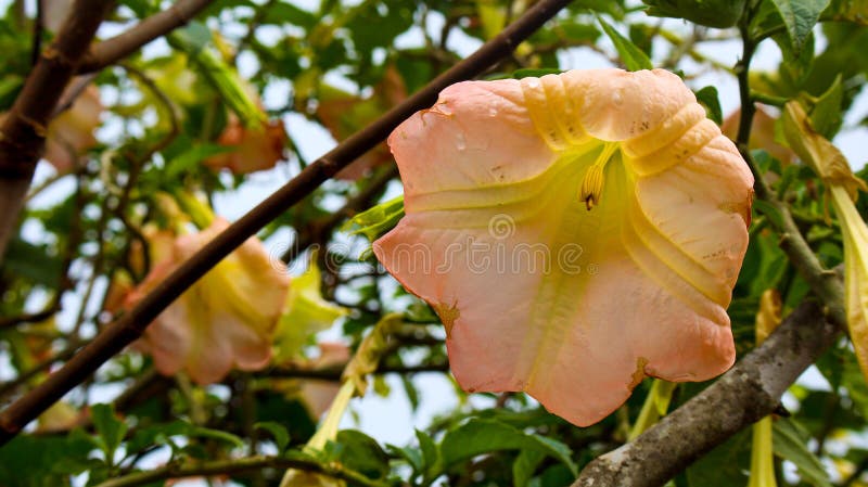 Autumn Flower and Trees in Kaapschehoop Stock Image - Image of tree ...