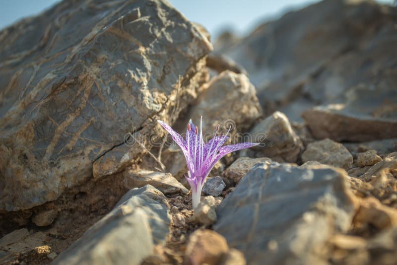 Autumn Flower of Wild Colchicum Variegatum Stock Image - Image of ...
