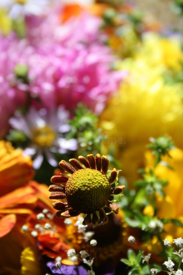 Autumn flowers stock photo. Image of fall, flowers, color - 221898