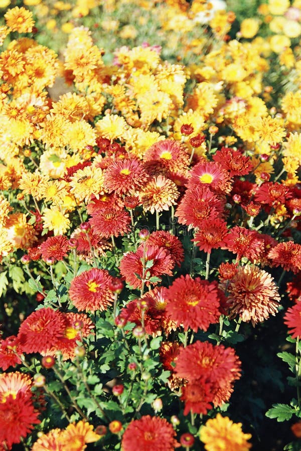 Autumn flowers stock photo. Image of autumn, beautiful - 611686