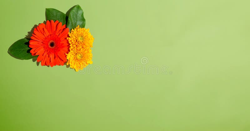 Autumn flowers from above stock photo. Image of garbera - 162891878