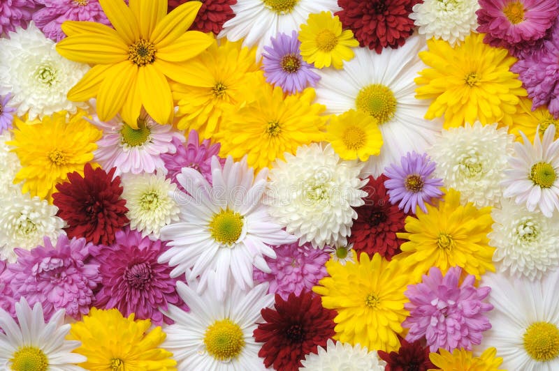 Helychrysum - Immortelle Flowers Stock Image - Image of botany, flora ...