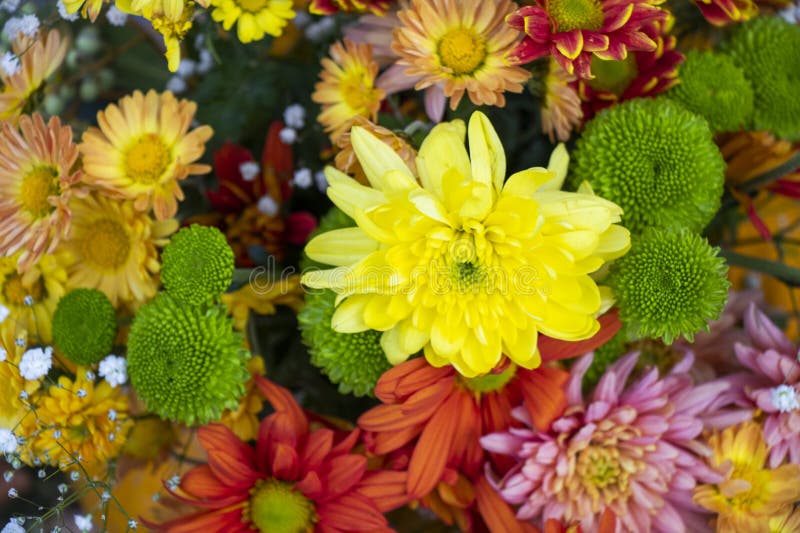 Autumn flowers bad stock photo. Image of october, green - 298224062