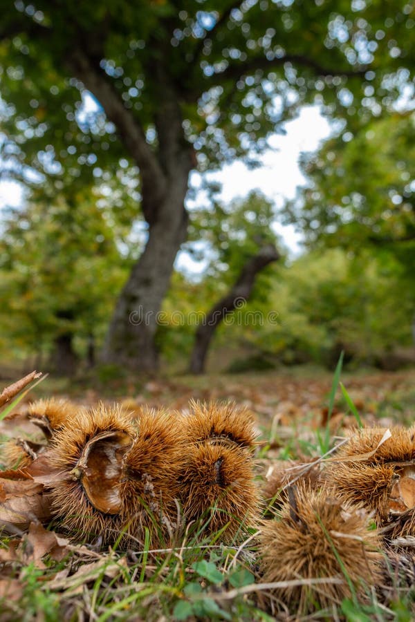 Autumn Flowers Chestnuts and Tree Colors Stock Image - Image of ...