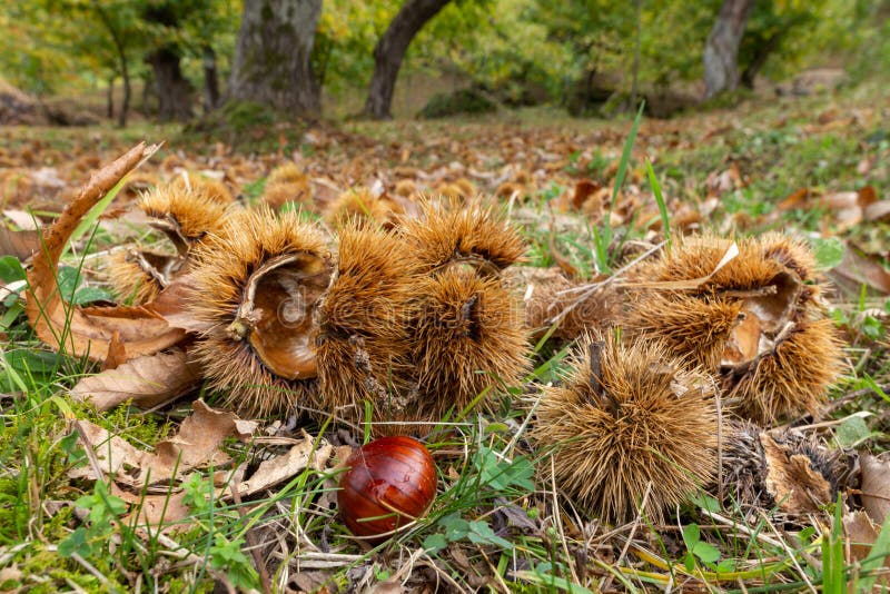 Autumn Flowers Chestnuts and Tree Colors Stock Image - Image of flora ...