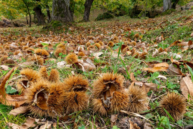 Autumn Flowers Chestnuts and Tree Colors Stock Photo - Image of bright ...