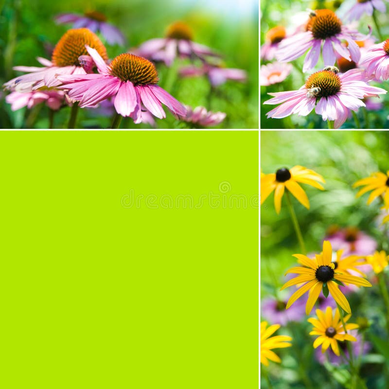 Autumn flowers collage stock image. Image of bright, leaf - 29073607
