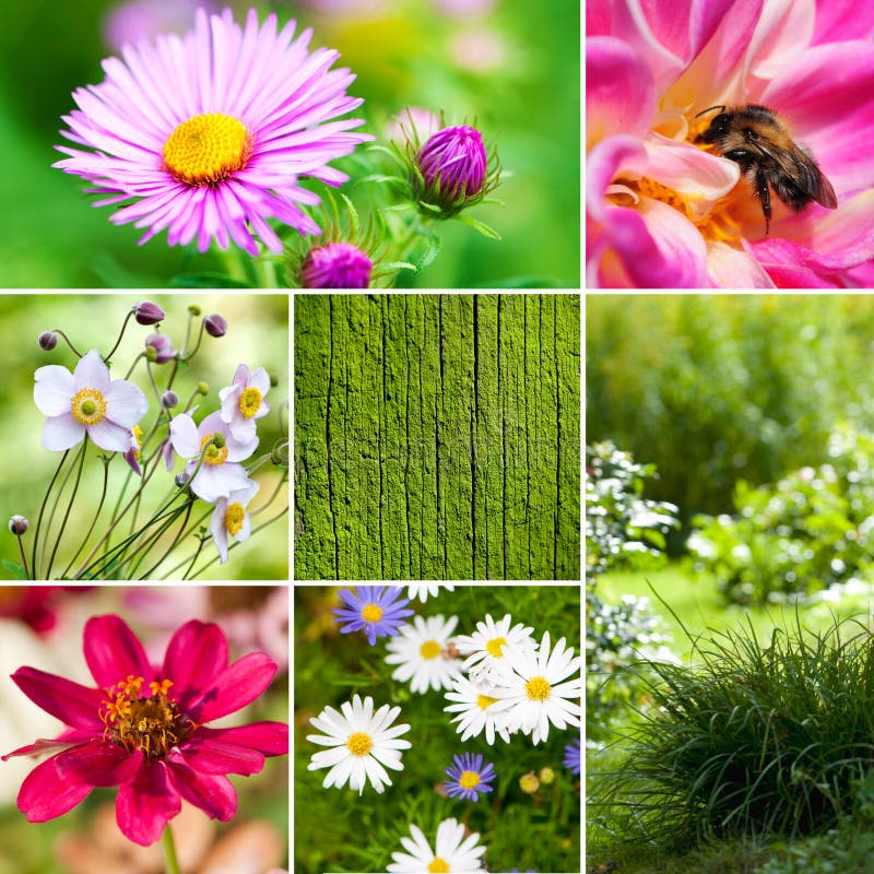 Summer garden collage stock image. Image of garden, summer - 27742917