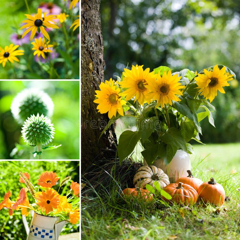 Autumn flowers collage stock photo. Image of outside - 33055964