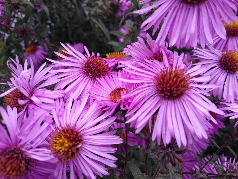 Kate Shikikat (Shikikat) - Photos