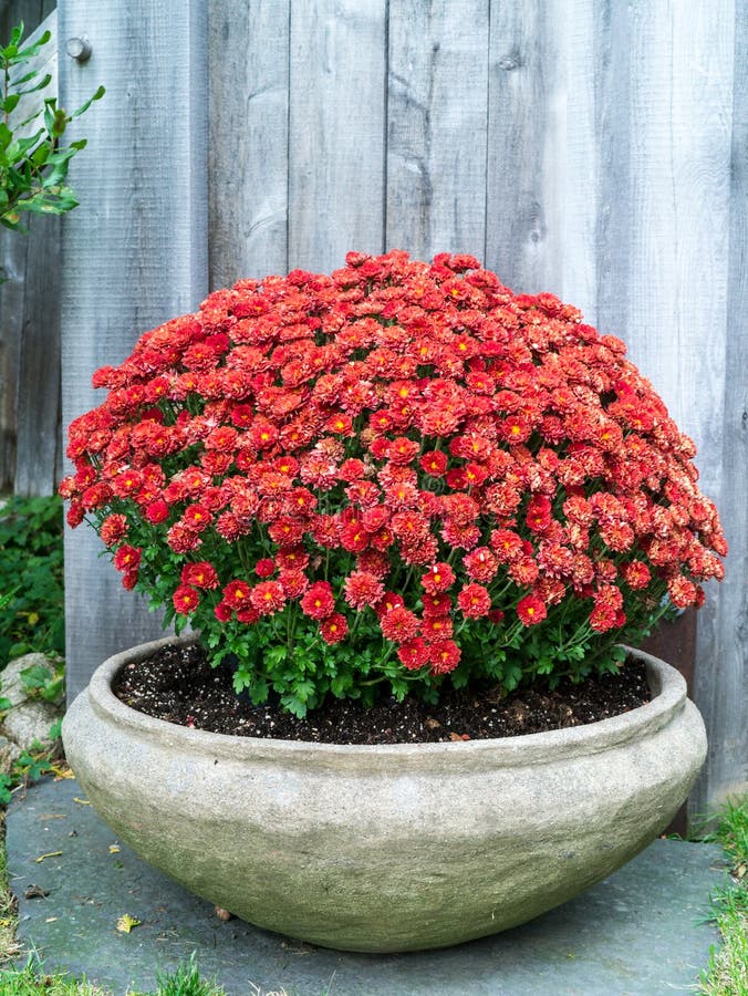 Autumn Flowers Mums stock photo. Image of autumn, flowers - 27093976