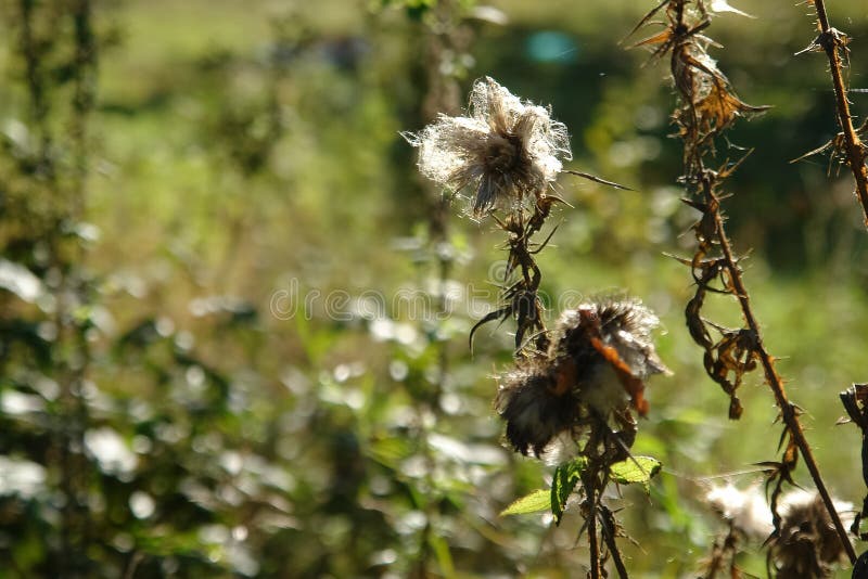 Autumn Flowers at Open Nature Park of Forest. Stock Image - Image of ...