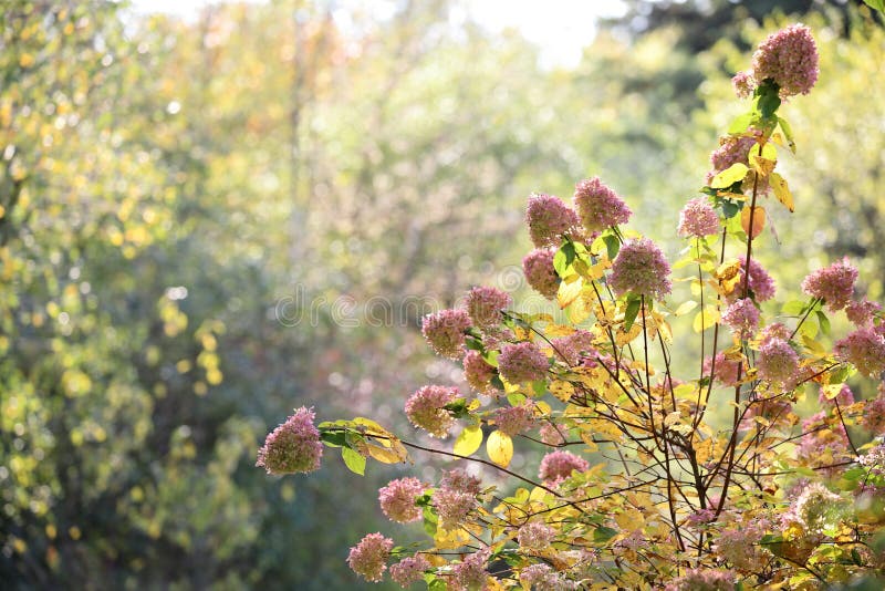 Autumn flowers in Poland stock image. Image of parked - 161003157