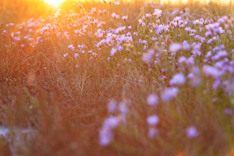 Autumn Flowers in the Sunset Stock Image - Image of landscape, leaf ...