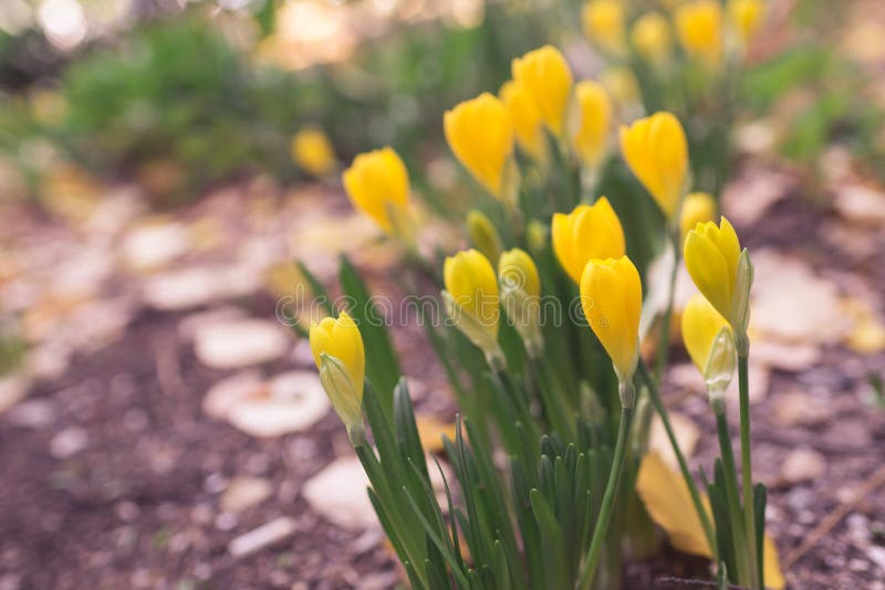 Autumn Flowers - Wild Yellow Crocuses Stock Photo - Image of crocuses ...