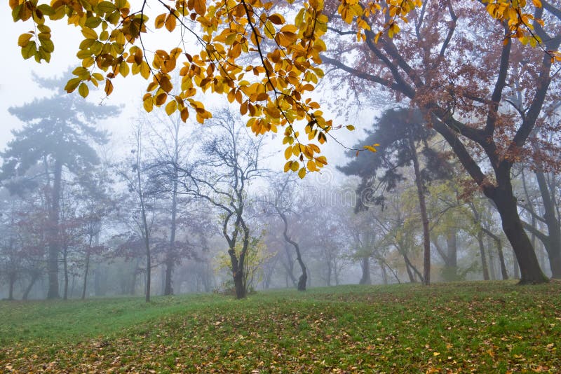 Foggy Fall Morning stock image. Image of spooky, limb - 1392455