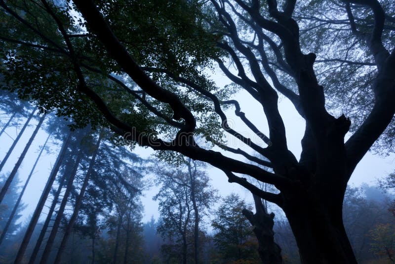 Autumn Foggy Forest in Dusk Stock Photo - Image of fall, misty: 60535824