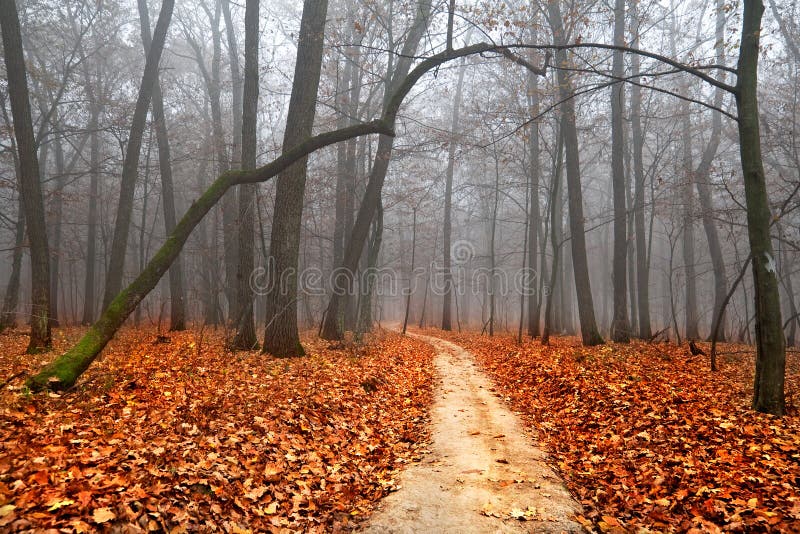 Autumn foggy landscape stock image. Image of color, path - 22119777